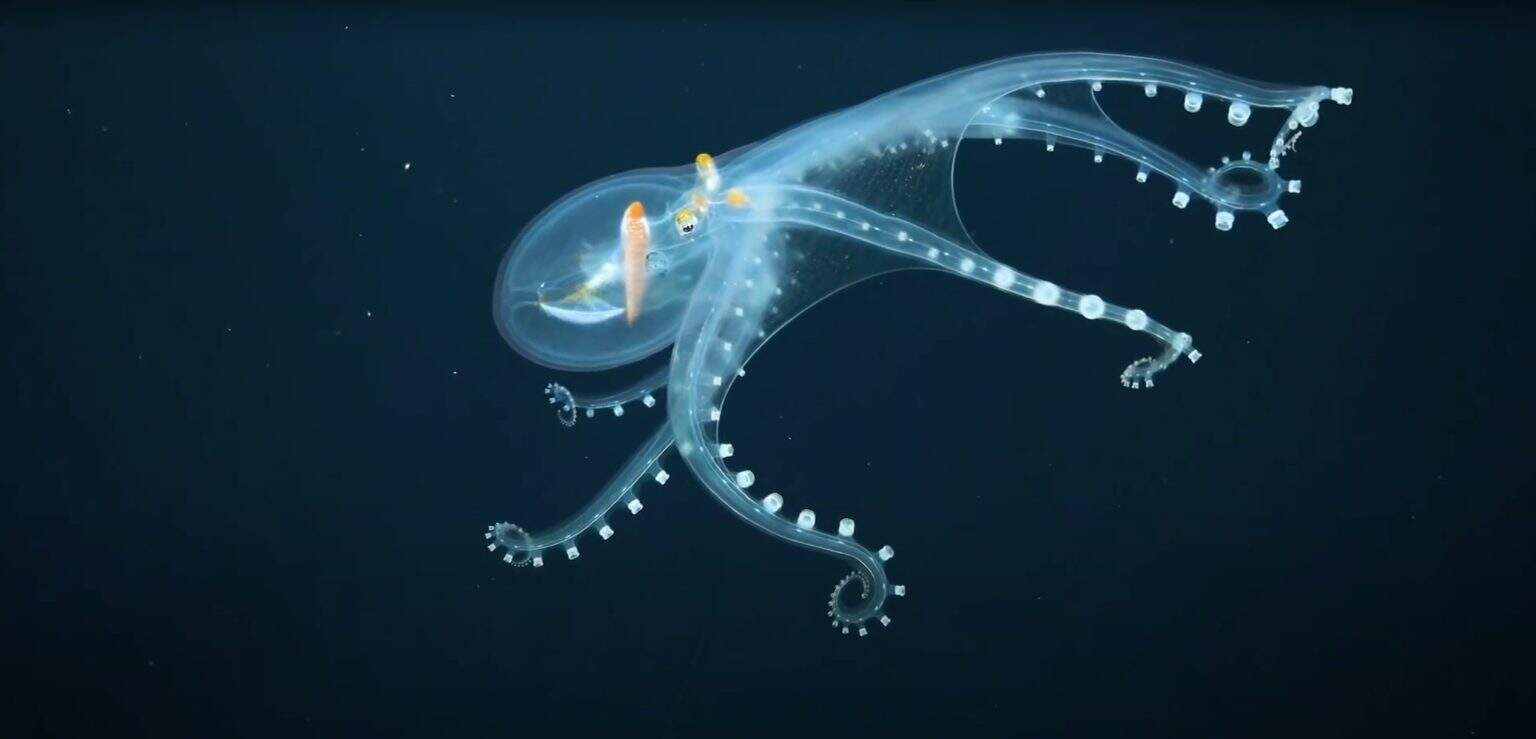 Rare Dumbo Octopus Spotted Near Underwater Volcano in California - A-Z ...