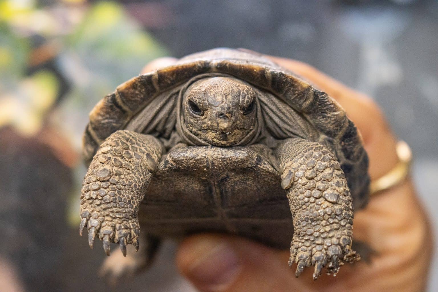 4 New Tortoises Make Their Debut at the Philadelphia Zoo Next Week - A ...