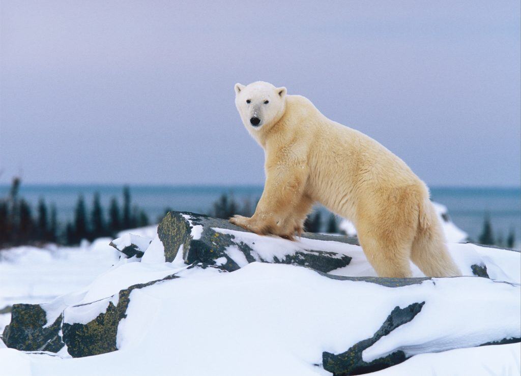 These Polar Bear Tours Provide a Once-in-a-Lifetime Experience - A-Z ...