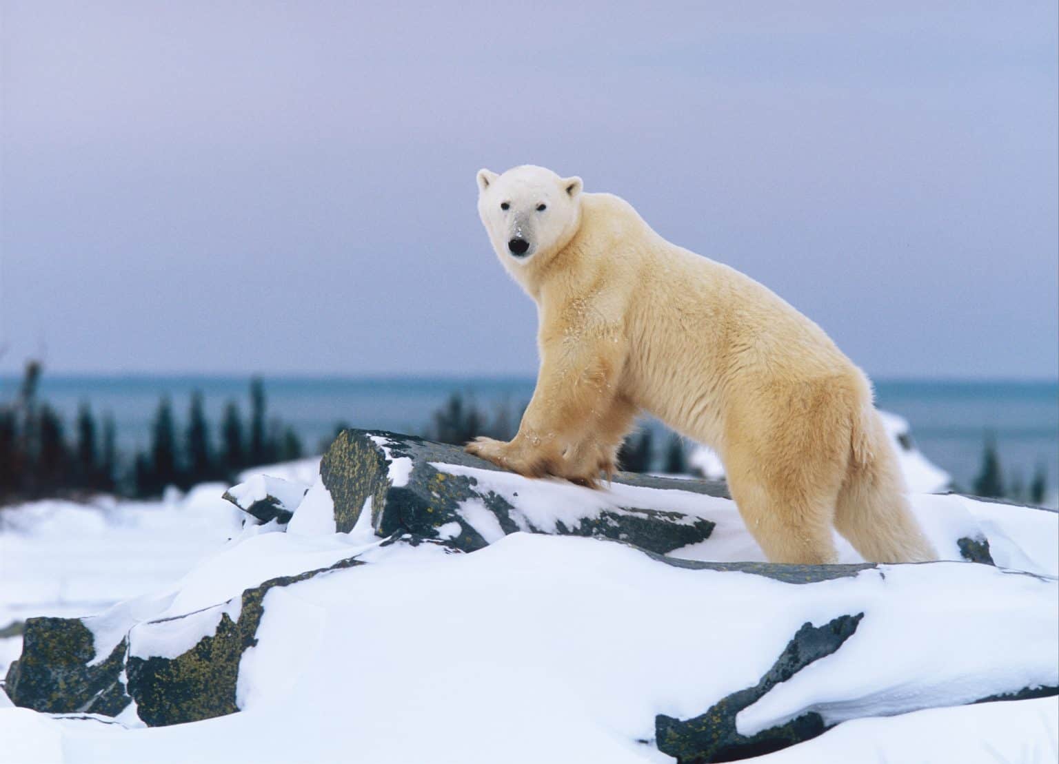 The Science Behind the Polar Bear’s Camouflage - A-Z Animals