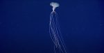 How Many Arms and Tentacles Do Squids Have? - A-Z Animals