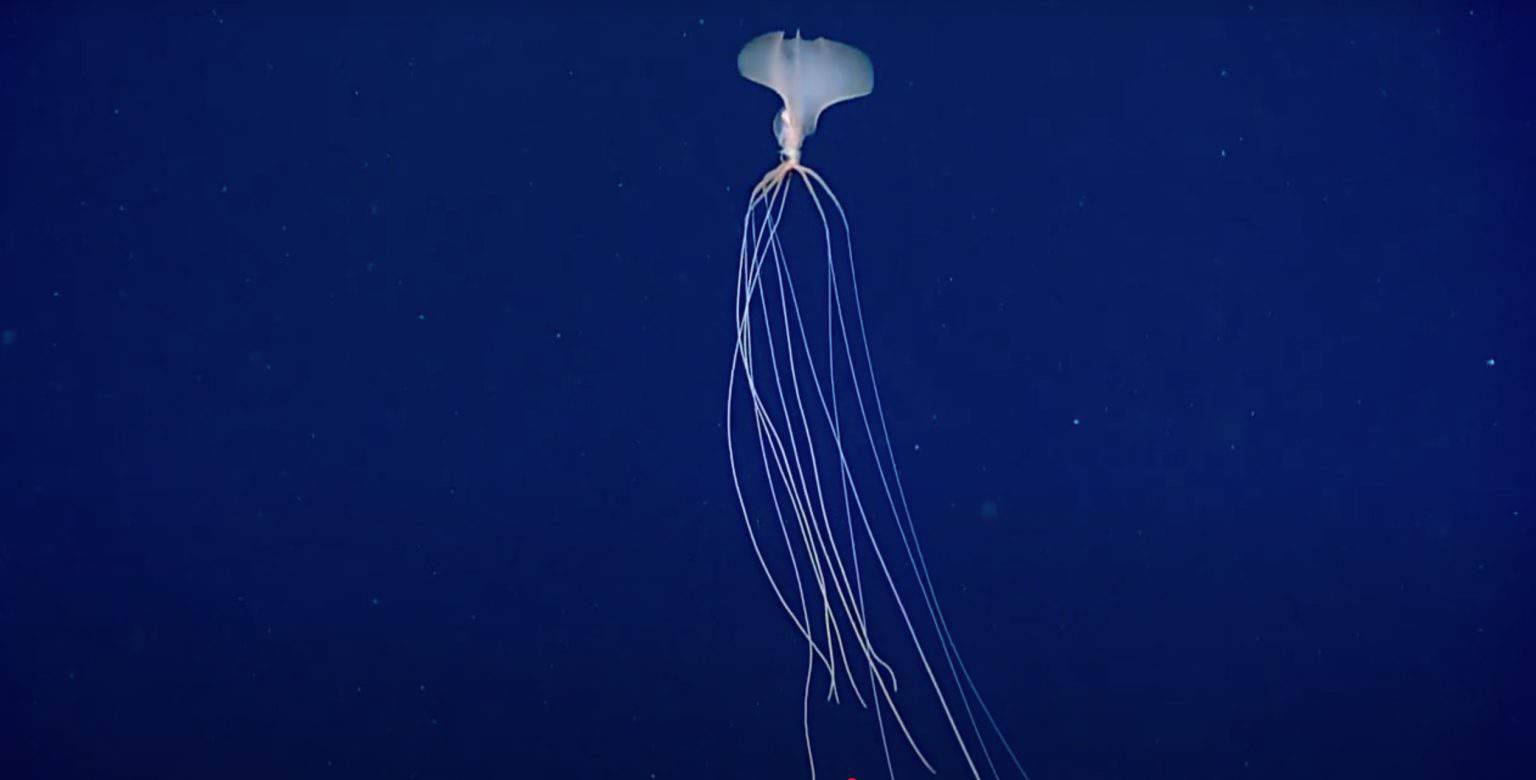 This Rare Creature's Tentacles are Longer Than a Limosine - A-Z Animals