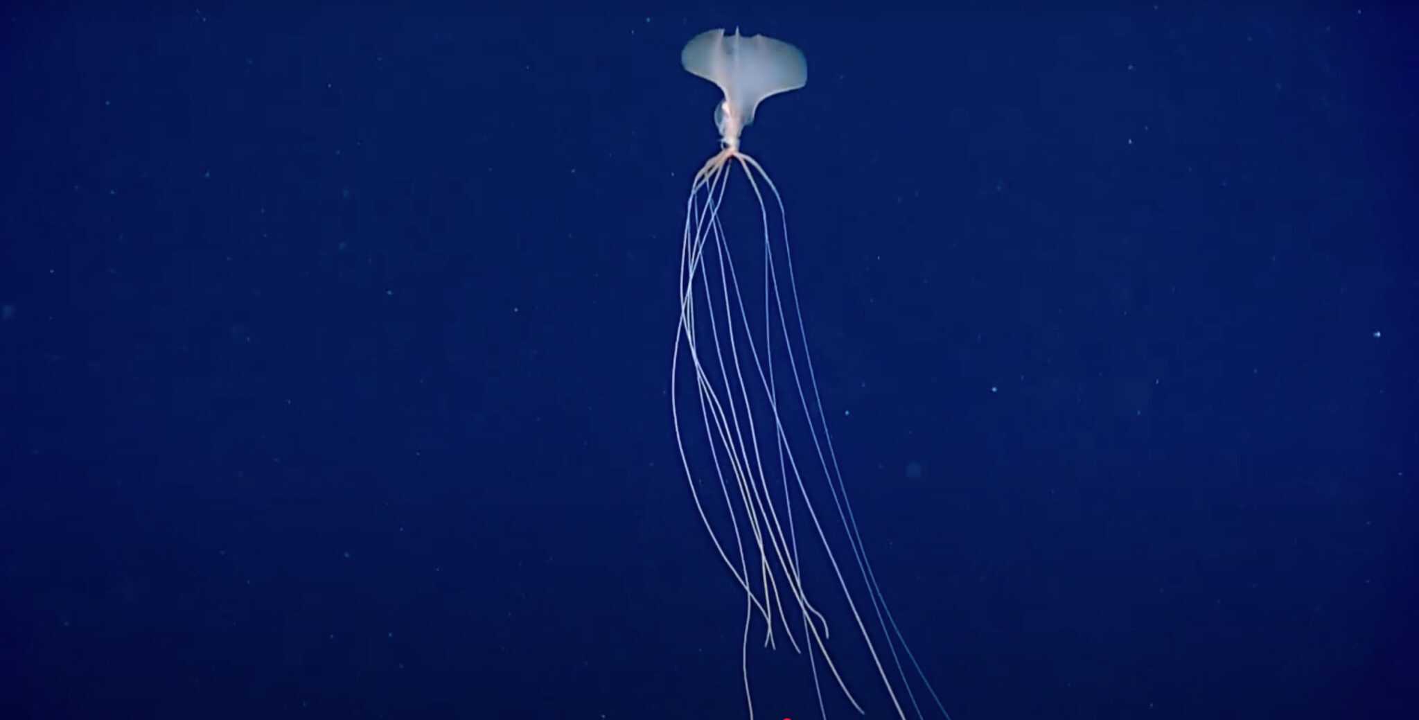 The Colossal Squid Has Been Filmed for the First Time Ever: Here's What We Know - A-Z Animals