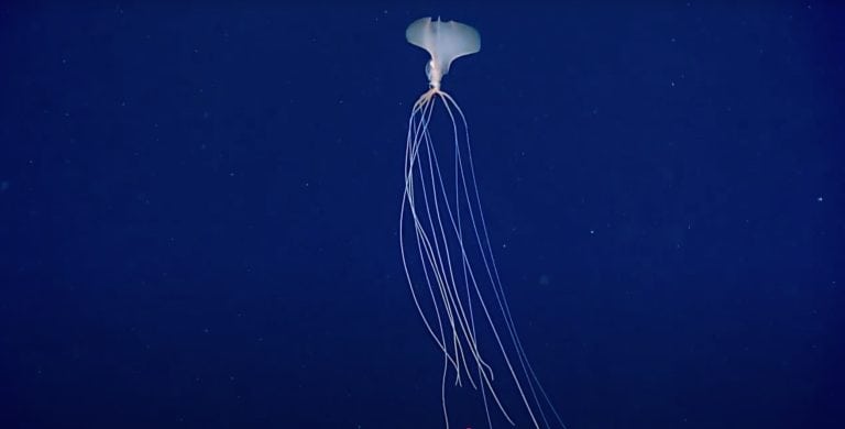 Vampire Squid Animal Facts - Vampyroteuthis infernalis - A-Z Animals