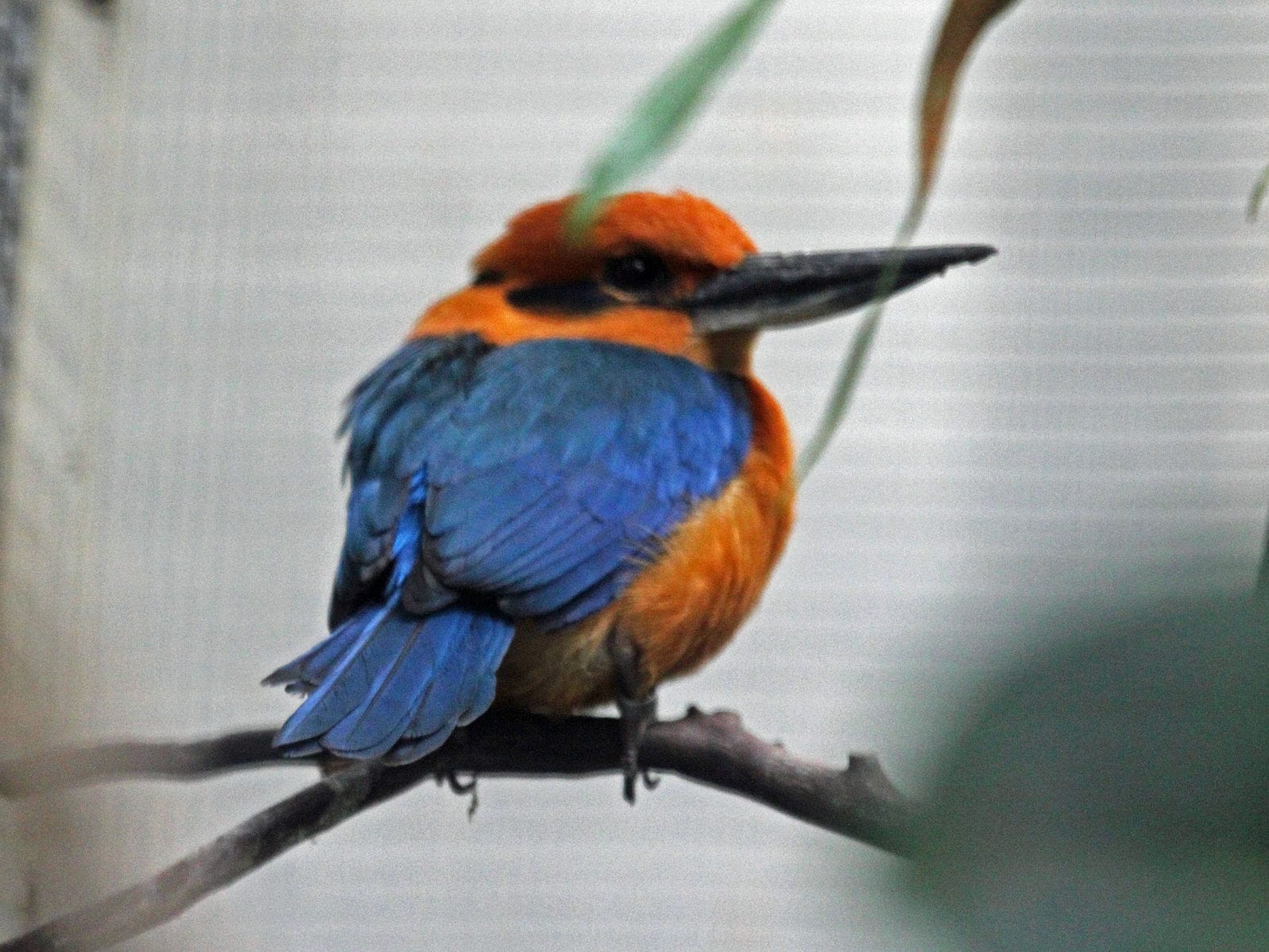 Guam kingfisher