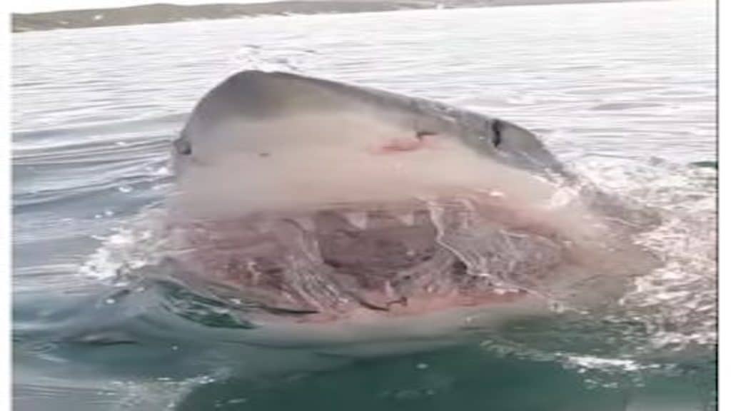 Gigantic Great White Shark Leaps Out of the Water at a Fisherman's Boat ...