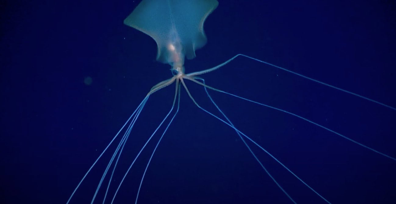 This Rare Creature's Tentacles are Longer Than a Limosine - A-Z Animals