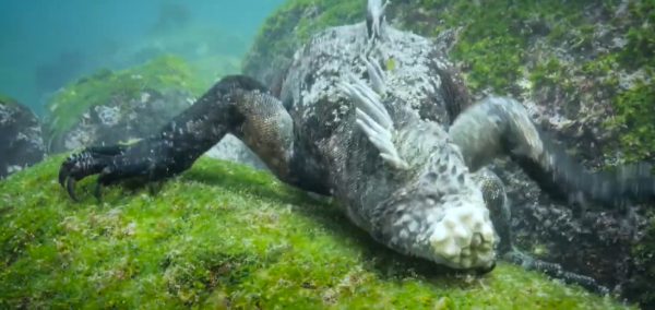 This Godzilla-Like Creature Sneezes Salt - A-Z Animals