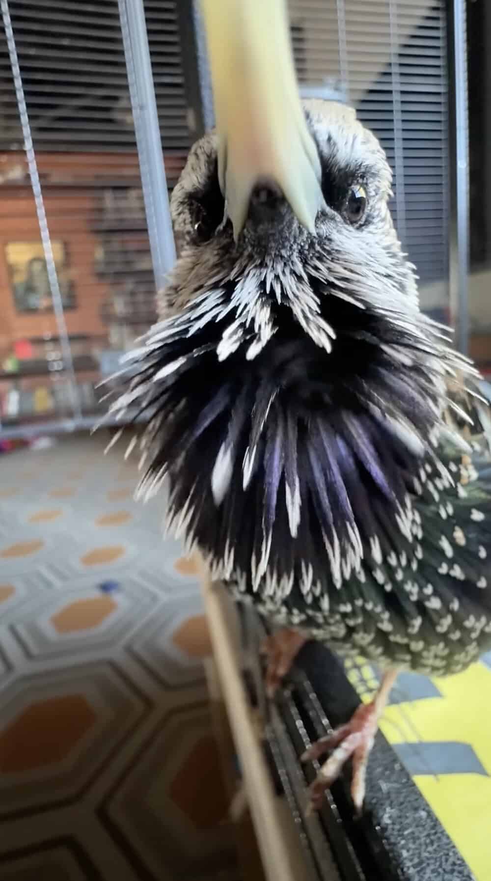 This Bird Does an Incredible R2D2 Impersonation - A-Z Animals