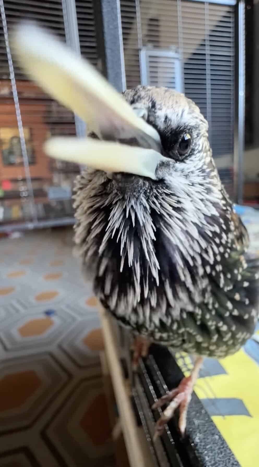 This Bird Does an Incredible R2D2 Impersonation - A-Z Animals