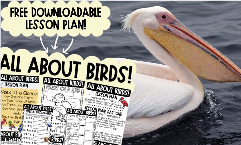 Feathered Friends: A 5-Day Unit Plan on Birds - A-Z Animals