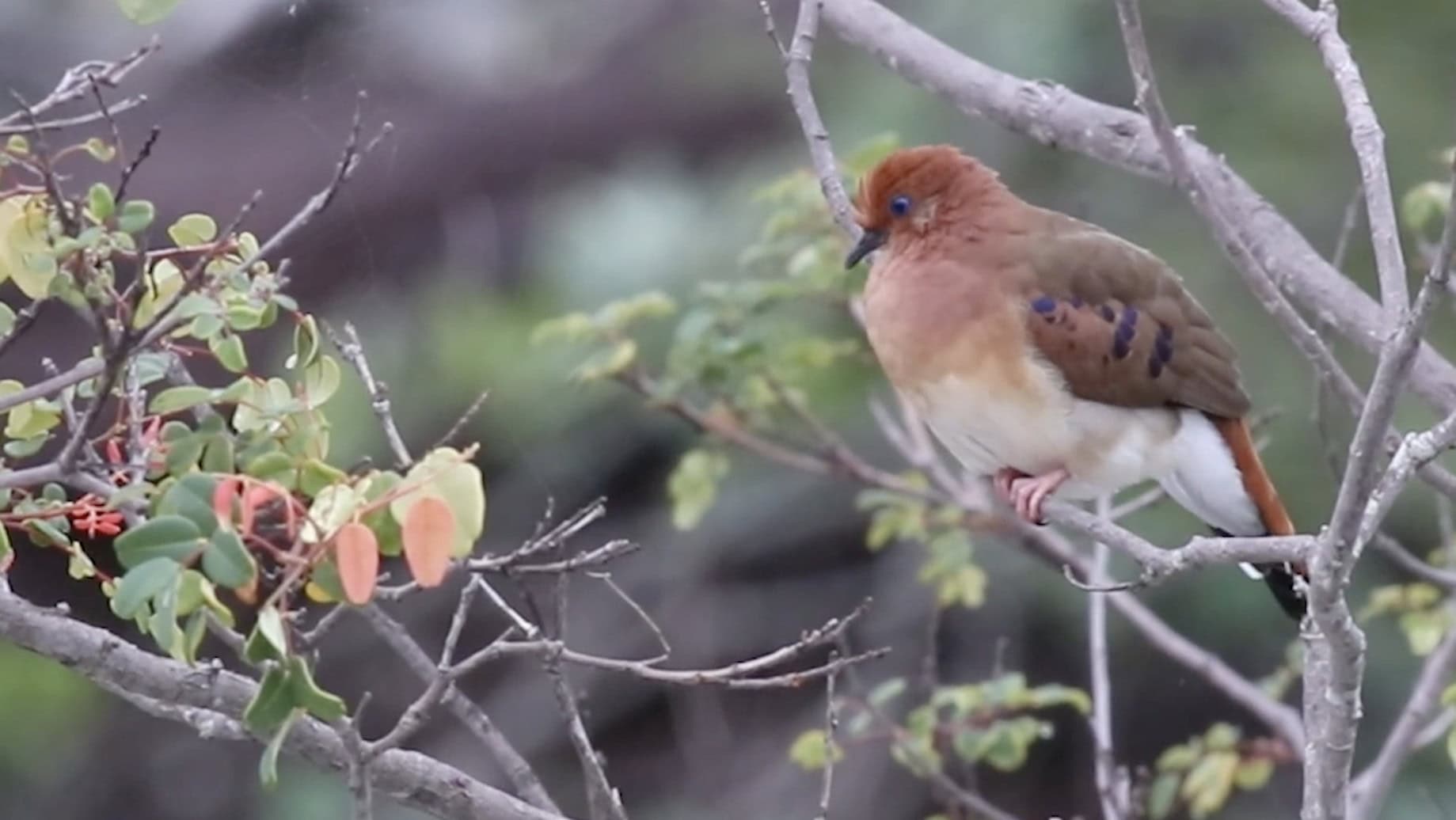 This Tiny Blue-Eyed Bird Was Once Thought to Be Extinct