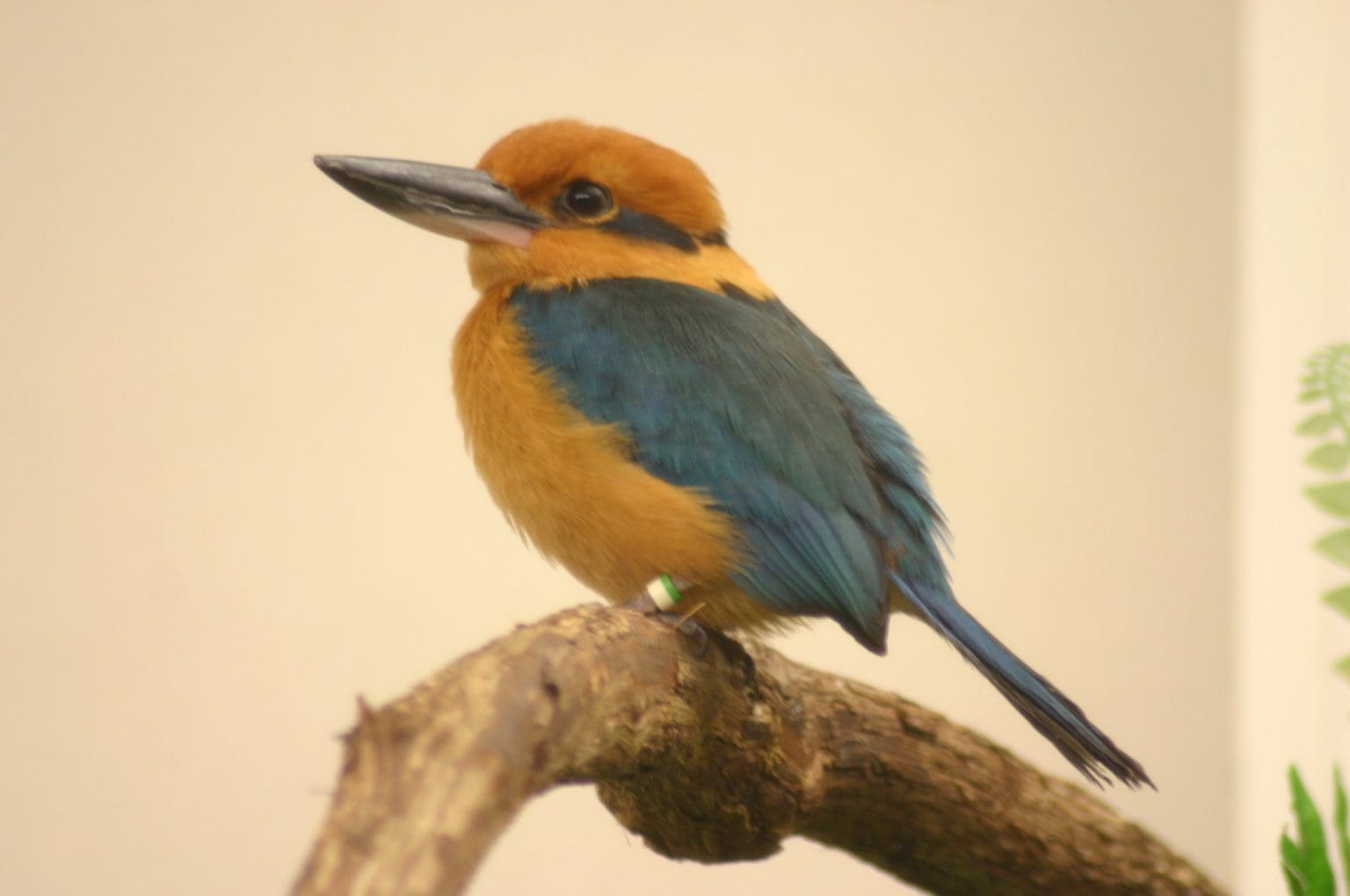 Guam kingfisher