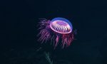 This Rare Jellyfish Lives 13,000 Feet Below the Ocean's Surface — and ...