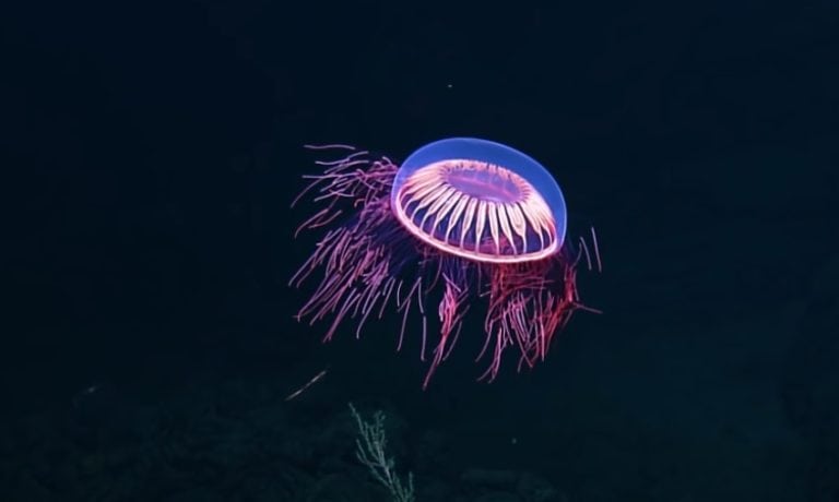 Jellyfish Day Celebrates 500 Million Years of Ocean Wonder - A-Z Animals