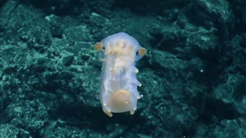 These Creatures Are the Deep Sea’s Best Kept Secret - A-Z Animals
