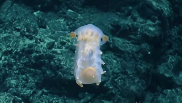 10 Deep Sea Creatures: Discover the Rarest Scariest Animals Beneath the ...
