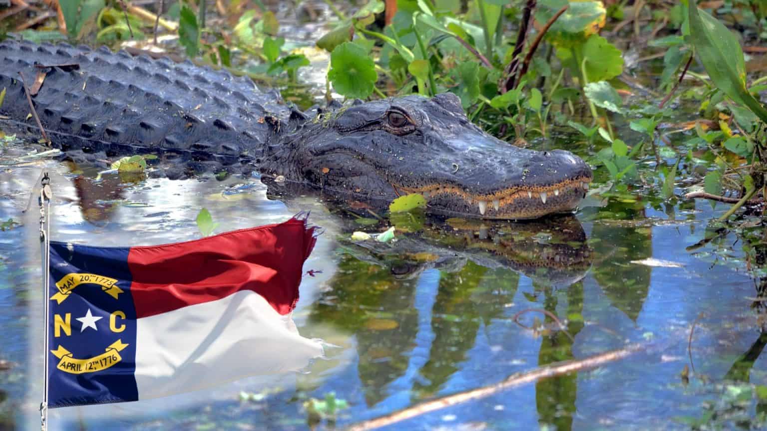 How Many Alligators Live in Louisiana? - A-Z Animals