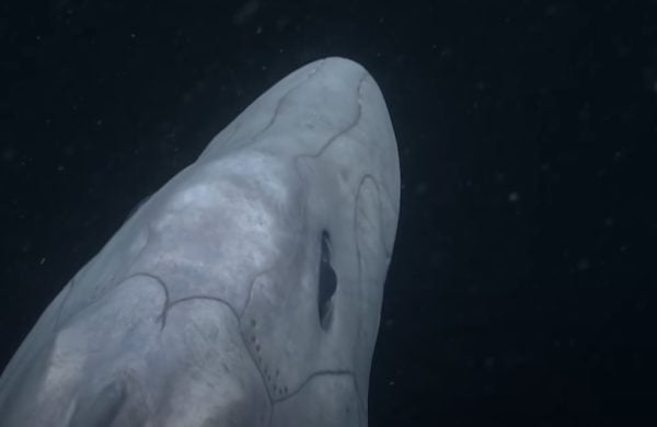 Meet the Uber-Rare Ghost Shark: Not Quite a Shark, Not Quite a Fish - A ...