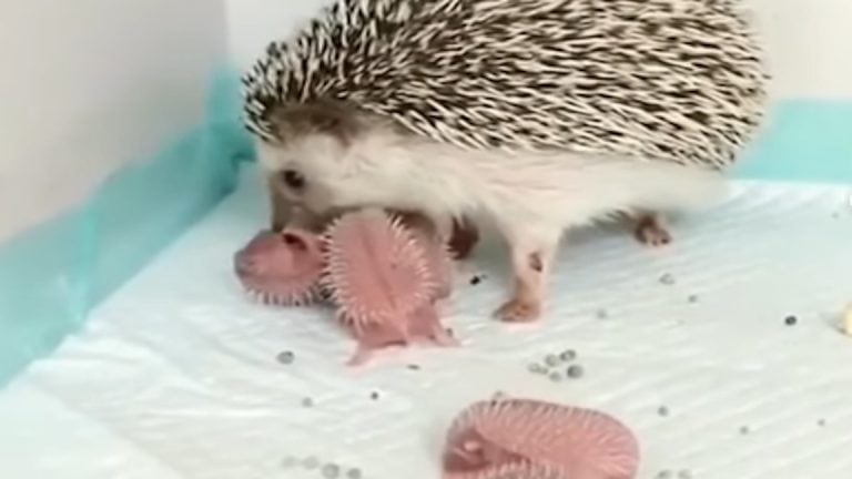 The Incredible Birth and Rapid Growth of Baby Hedgehogs - A-Z Animals