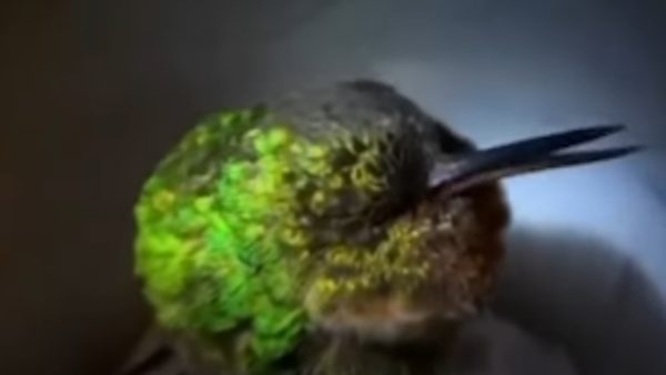 Ruby-Throated Hummingbird Bird Facts - Archilochus colubris - A-Z Animals