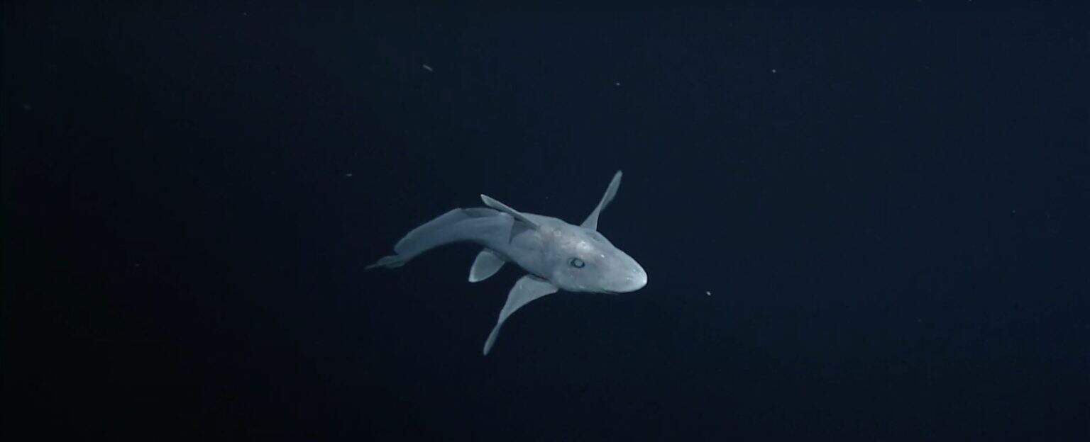 Meet the Uber-Rare Ghost Shark: Not Quite a Shark, Not Quite a Fish - A ...