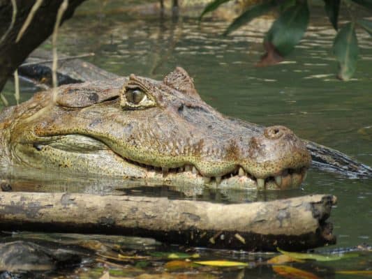 The Most Croc-Infested Surfing Destinations in the World - A-Z Animals
