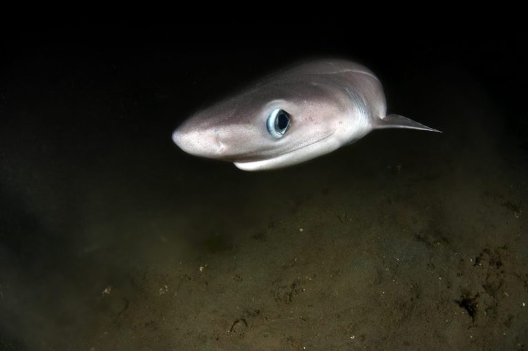 How Well Do Sharks See? The Truth About Their Underwater Vision - A-Z ...
