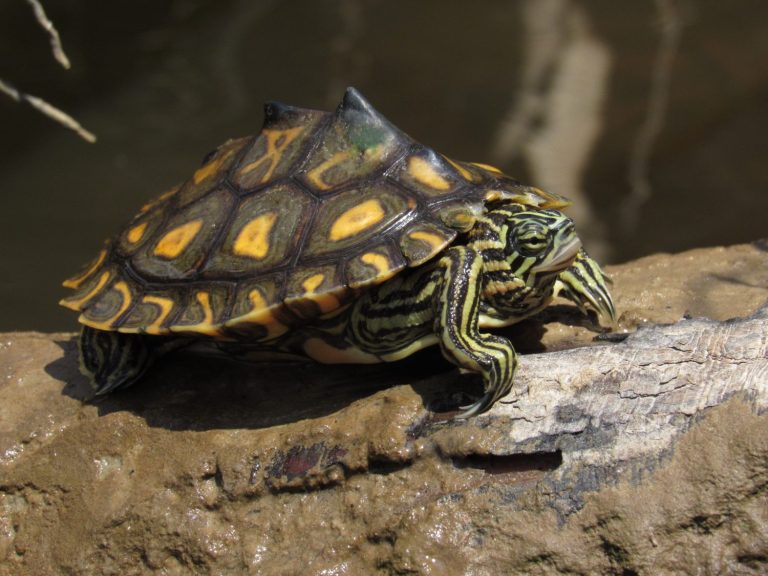April Is Prime Time for Turtle Basking—Here’s What They’re Really Up To ...