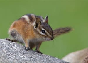Surprising Differences Between Chipmunks and Squirrels - A-Z Animals
