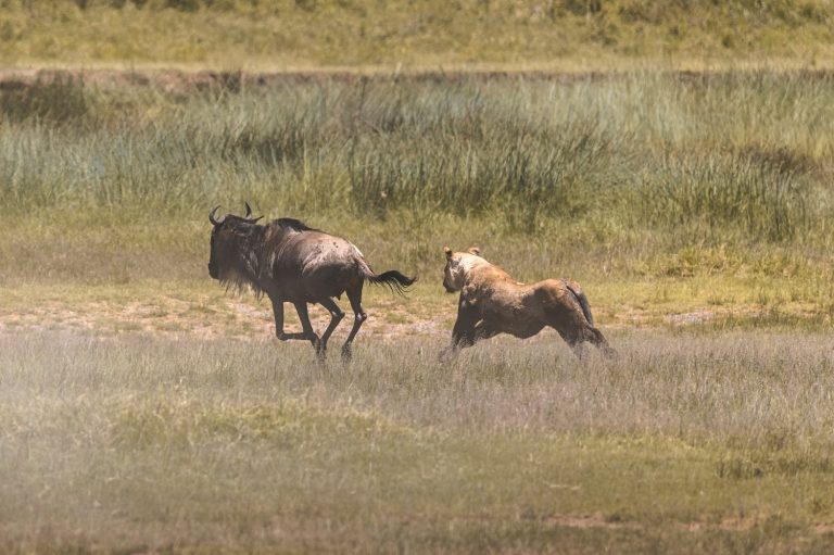 These Deadly Cats Have the Highest Kill Rates - A-Z Animals Slideshows