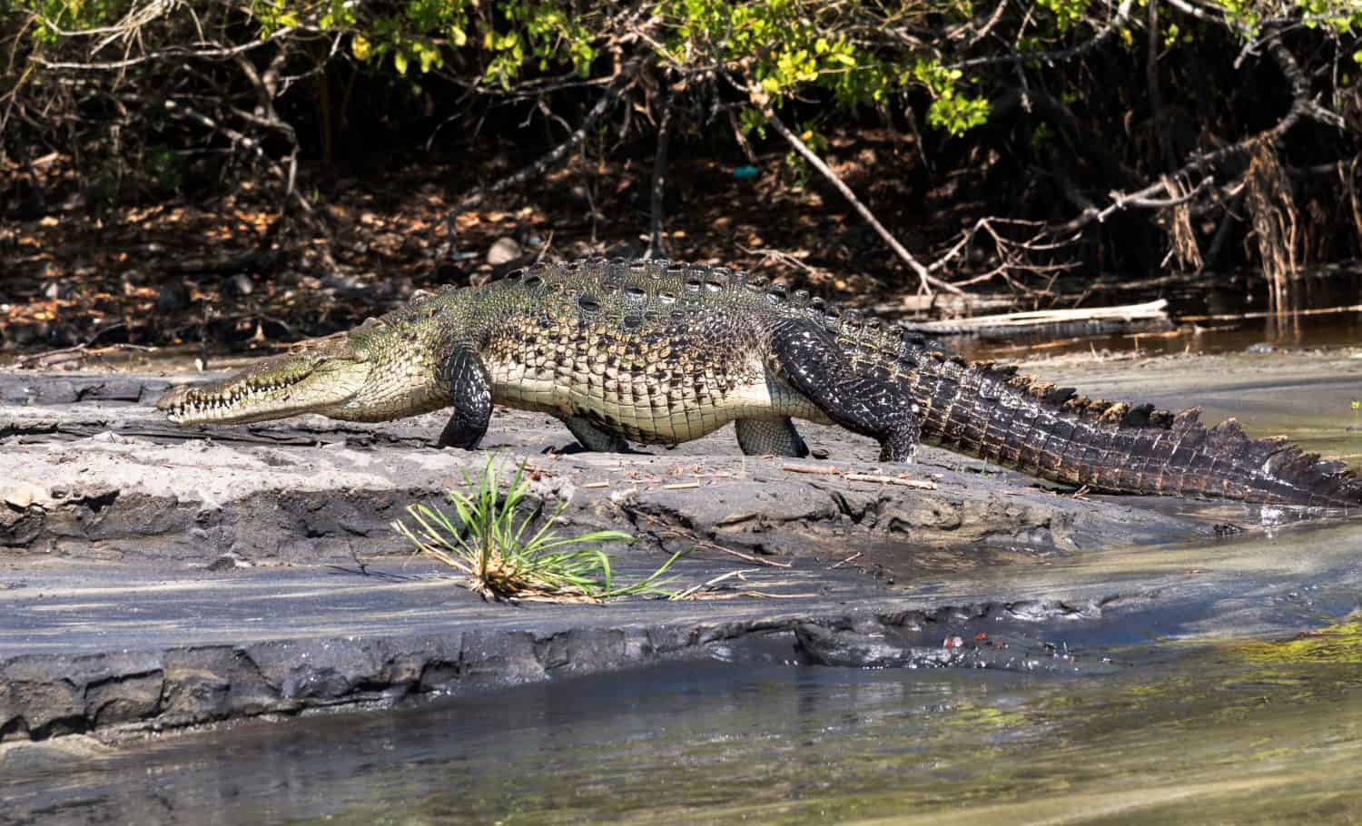 Why Crocodiles Are Faster in Water Than You Think - A-Z Animals
