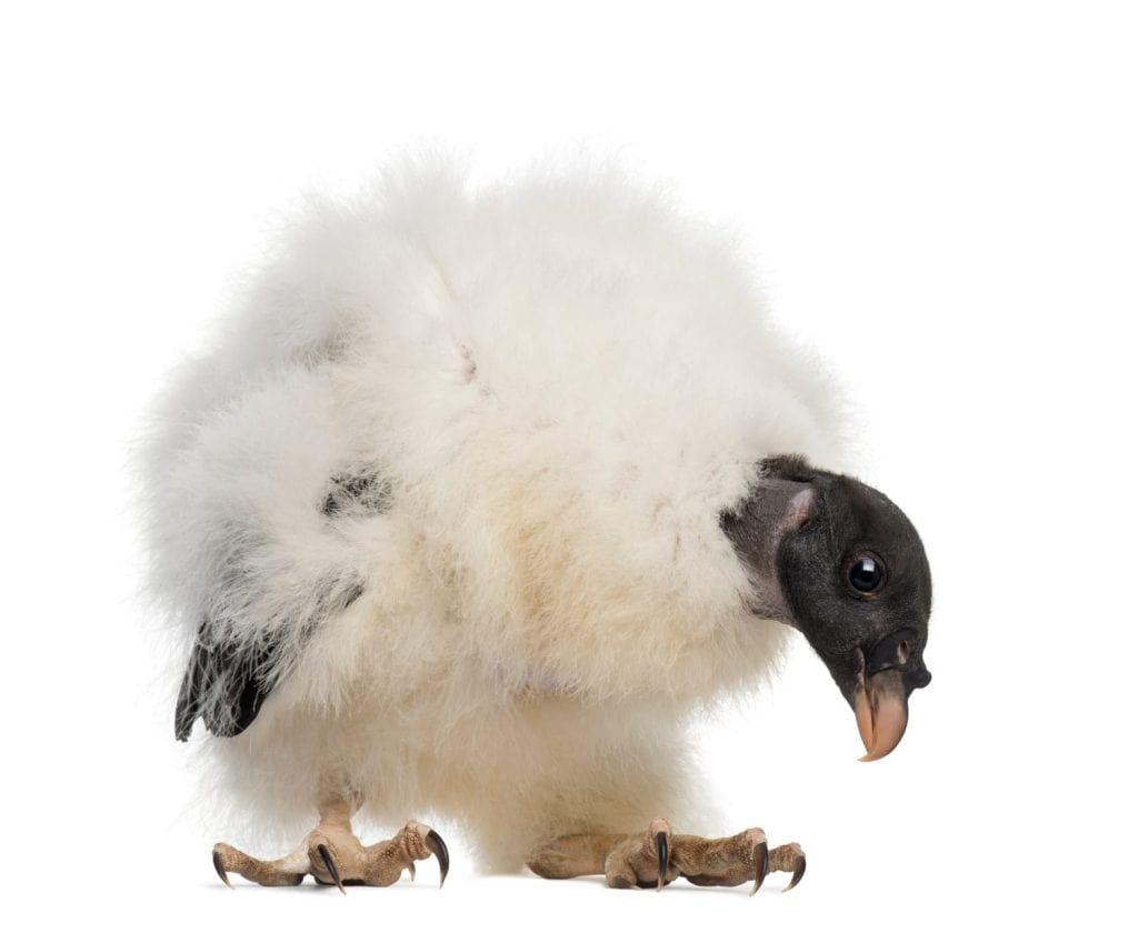 These Baby Animals Look Entirely Different Once Fully Grown - A-Z Animals