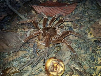 The Most Massive Tarantula in the Entire World - A-Z Animals
