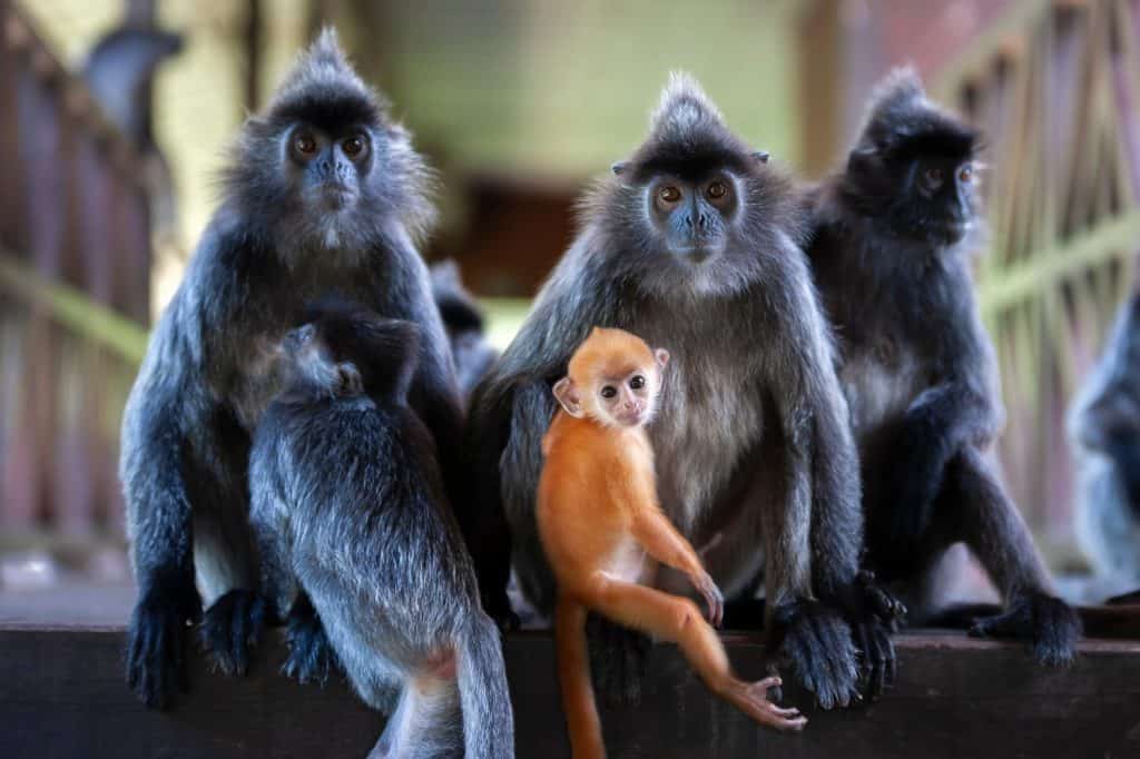 These Baby Animals Look Entirely Different Once Fully Grown - A-Z Animals
