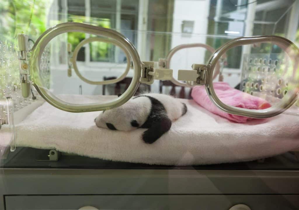 These Baby Animals Look Entirely Different Once Fully Grown - A-Z Animals