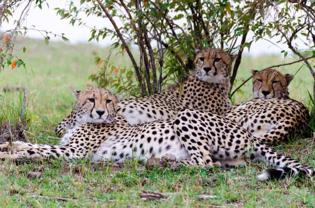 Can Five Cheetahs Take Down a Wildebeest? What Happened Next Might ...