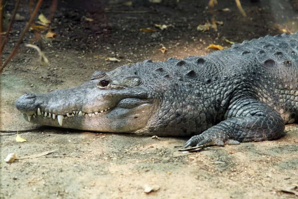 The Most Croc-Infested Surfing Destinations in the World - A-Z Animals