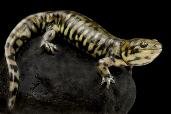 All the Animals That Roam Great Basin National Park - A-Z Animals