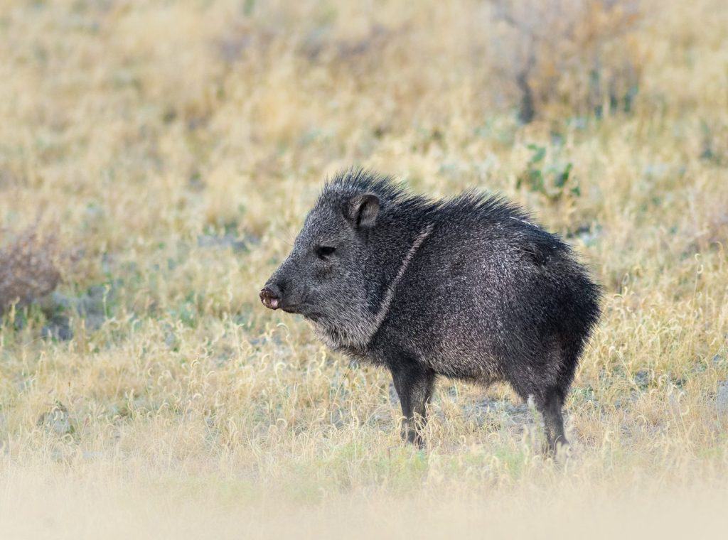 Meet the Javelina, a Rare Tusked Boar-Like Creature That Even Cougars ...