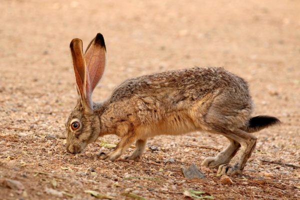 All the Animals That Roam Great Basin National Park - A-Z Animals