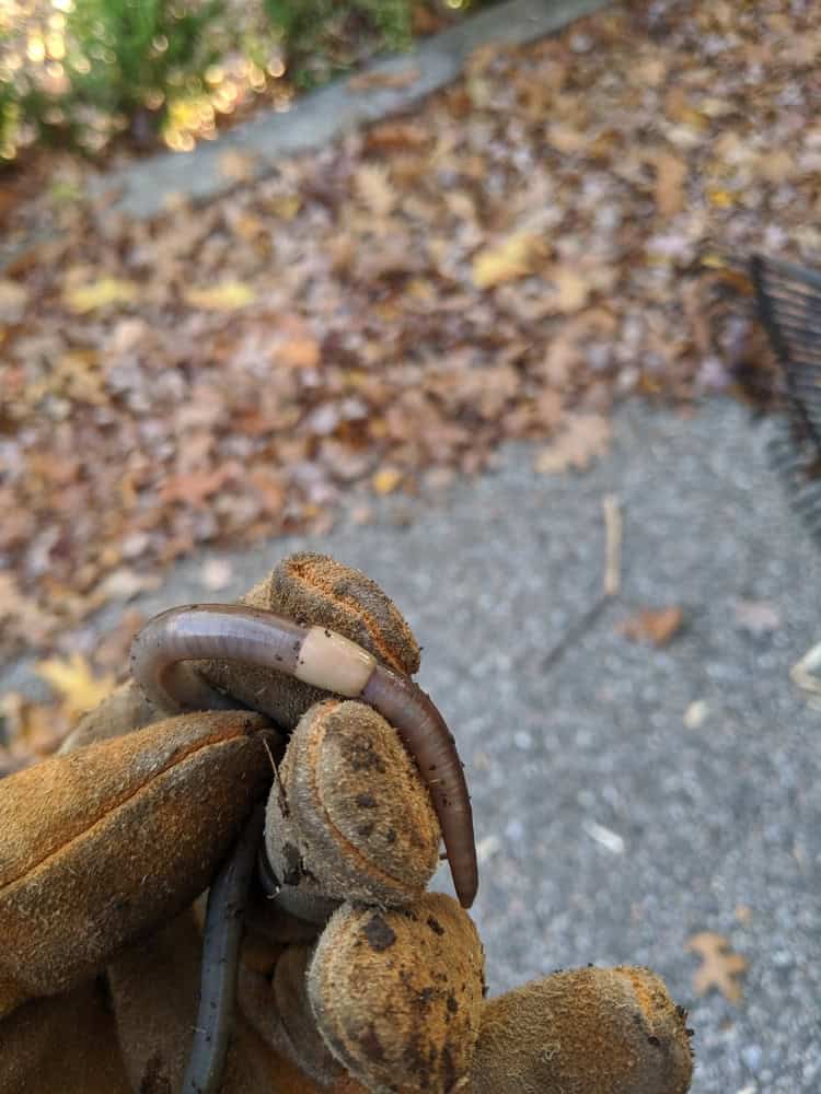 The Invasive “Jumping Worm” Spreading Across Canada - A-Z Animals
