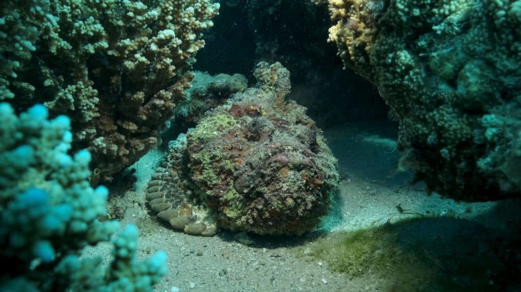 Stonefish Animal Facts - Synanceiidae - A-Z Animals