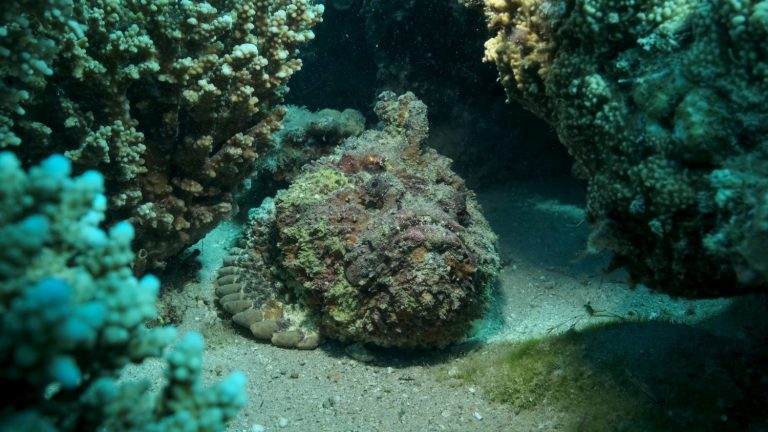 Stonefish Stings Are No Joke—One Step Could Change Everything