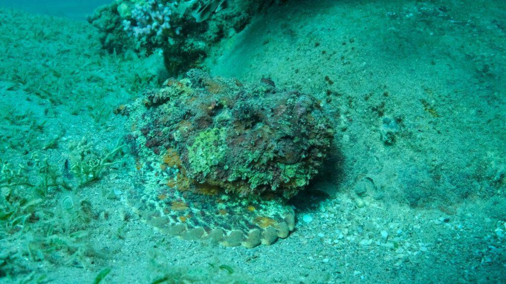Stonefish Stings Are No Joke—One Step Could Change Everything