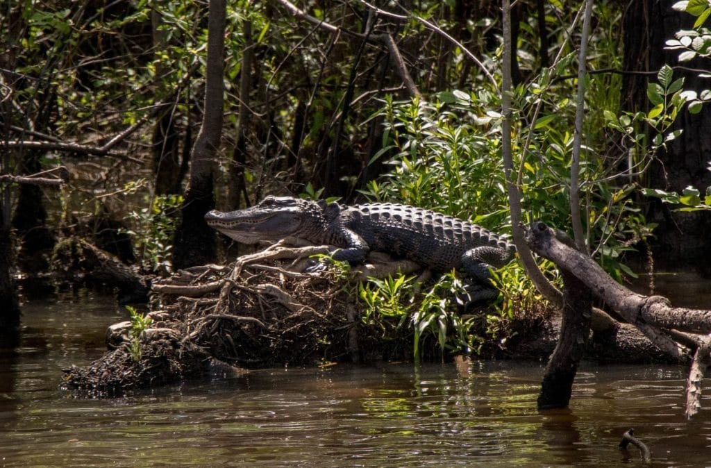 These Are the Most Gator-Populated Waters in South Carolina - A-Z Animals