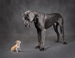 6 Reasons Great Danes Are Wonderful Guard Dogs - A-Z Animals