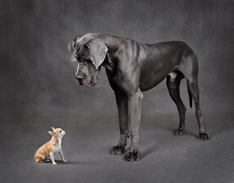 What Happens When a Dog Weighs More Than You? The Truth Behind ‘Gentle ...