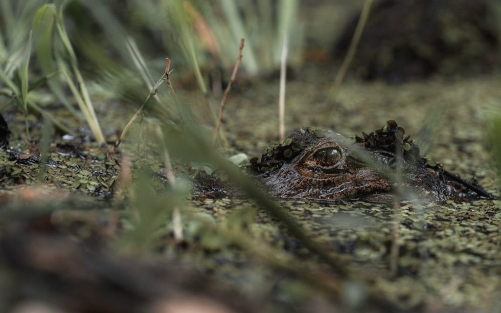 The Most Croc-Infested Surfing Destinations in the World - A-Z Animals