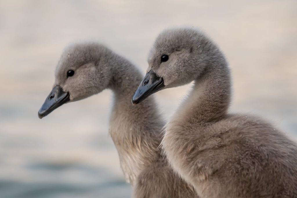 These Baby Animals Look Entirely Different Once Fully Grown - A-Z Animals